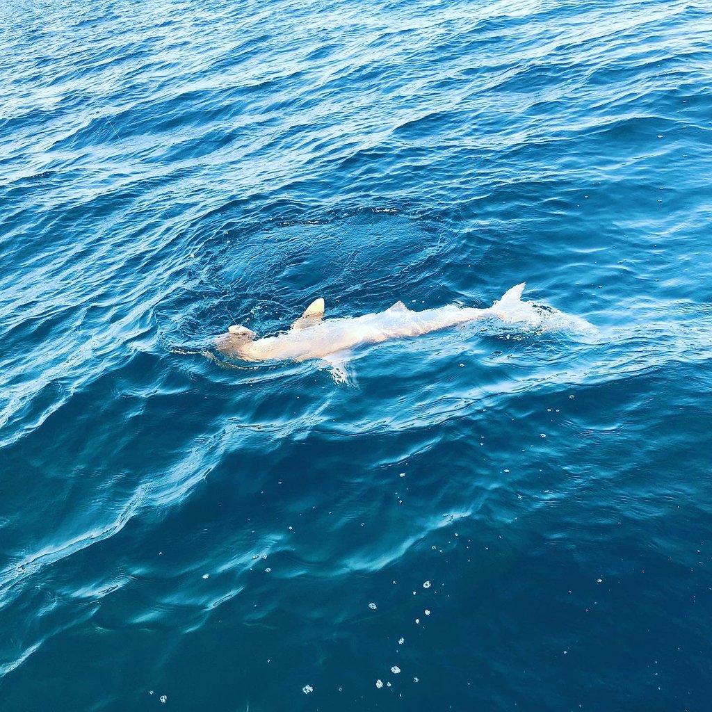 Fishing Charter Information & Prices - Bad Juju Charters